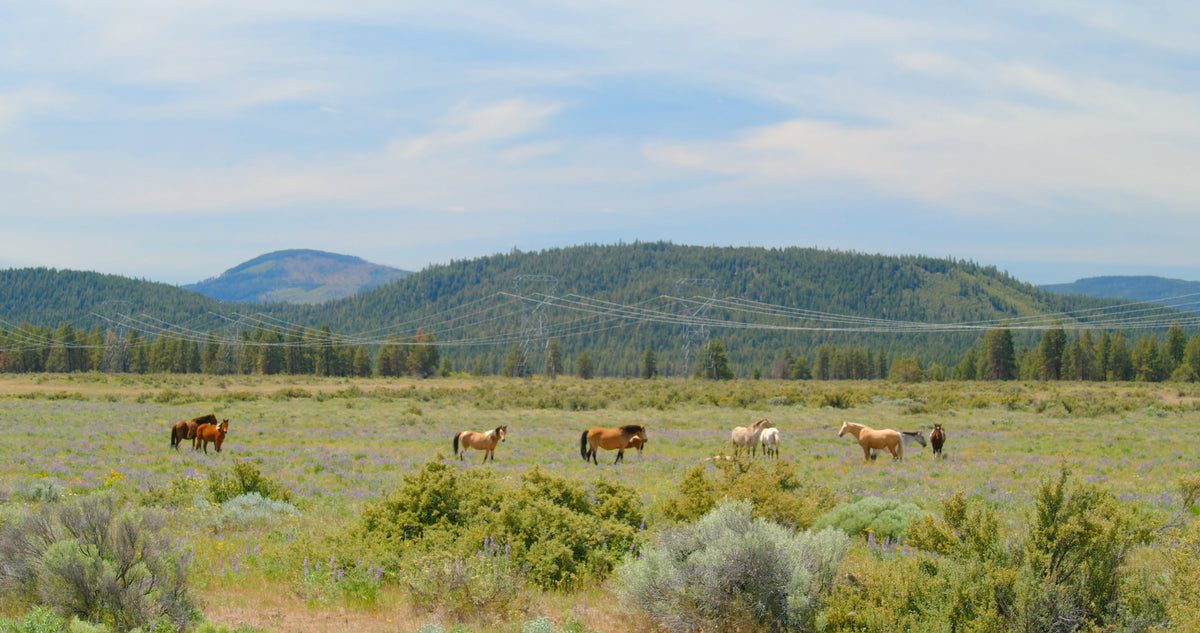 Confederated Tribes of Warm Springs building water resilience – SOURCE